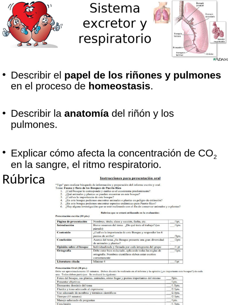 Excreción y Respiración Marzo 2025 | PDF | Riñón | Respiración