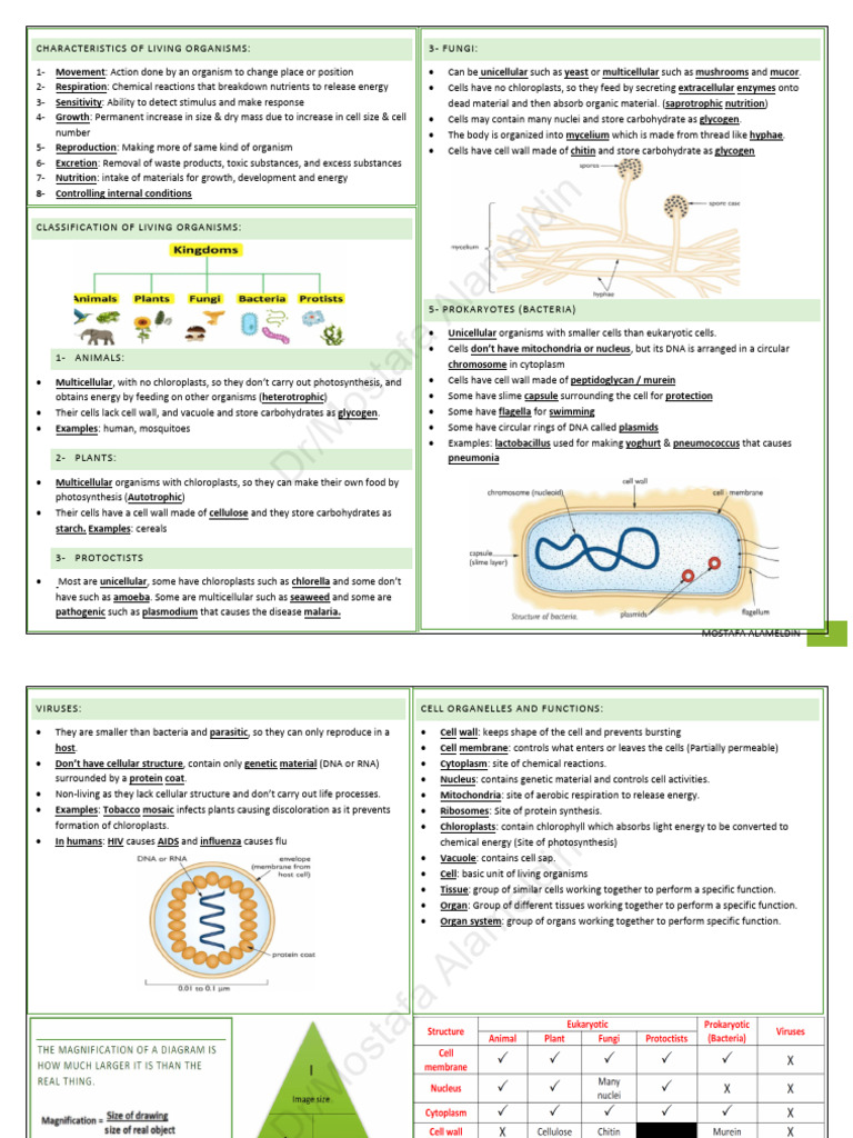 Ol Edexcel Final Revision 2025 | PDF | Digestion | Cell (Biology)