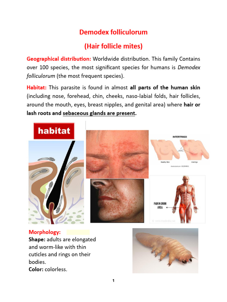 Demodex Folliculorum and Lice Overview | PDF