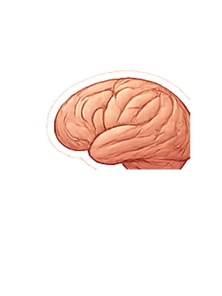 Human Organ Stickers | PDF