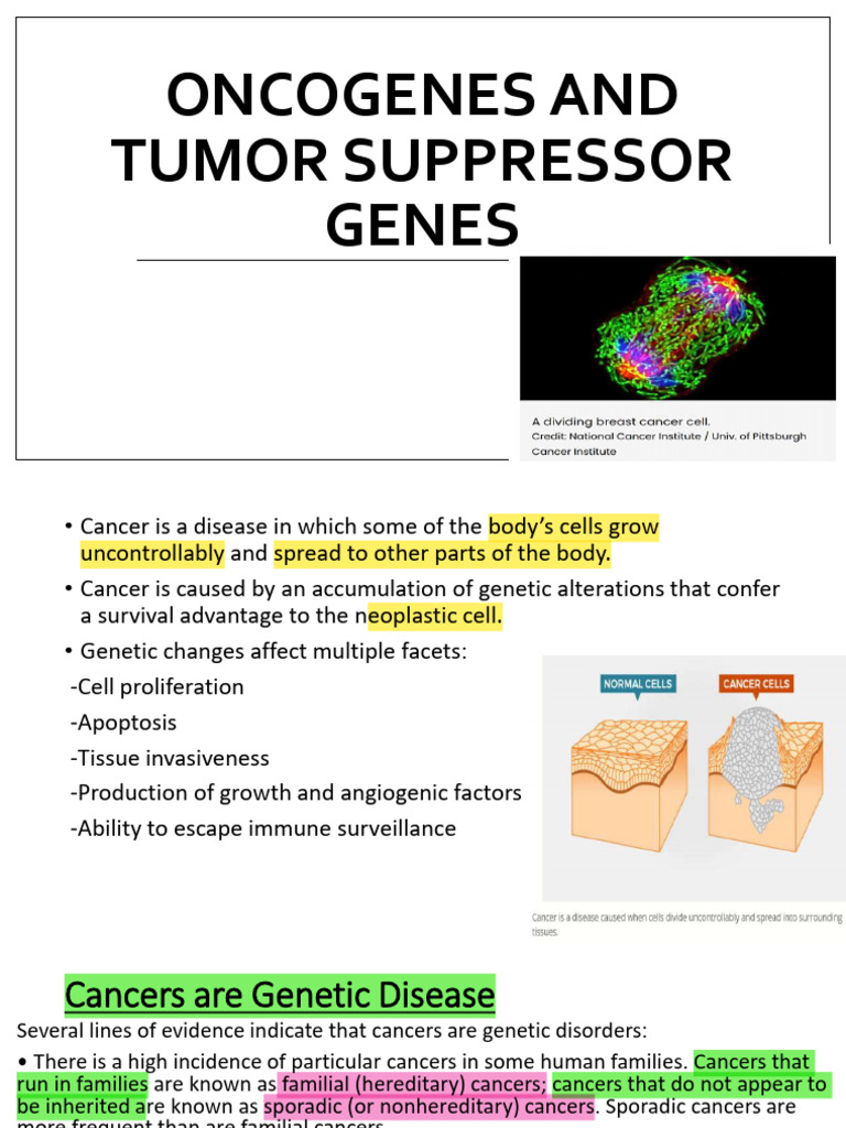 L 7 Oncogenes and Tumour Suppressor Genes | PDF | P53 | Oncogene