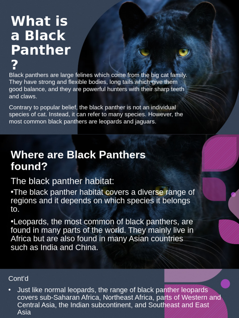 adaptations of a black panther | PDF | Leopard | Cougar