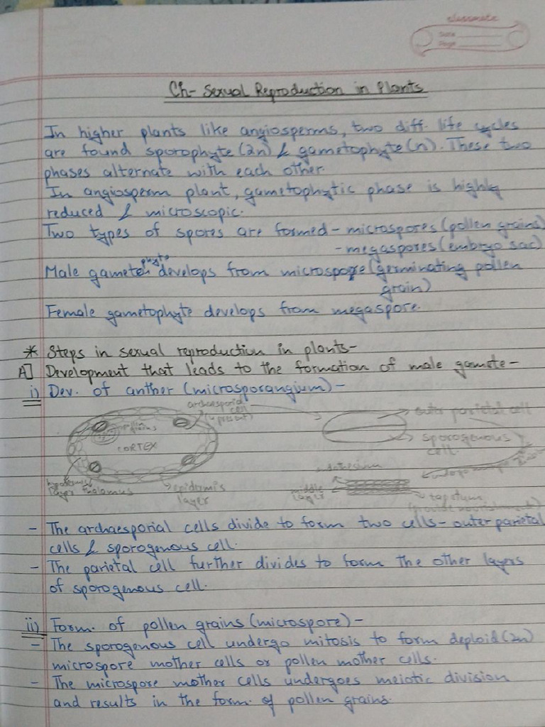 Reproduction (Plants&Humans) | PDF