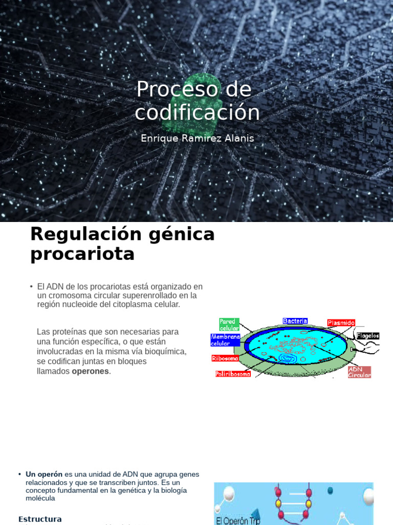 Proceso de Codificacion E. Coli | PDF | Operón | Adn
