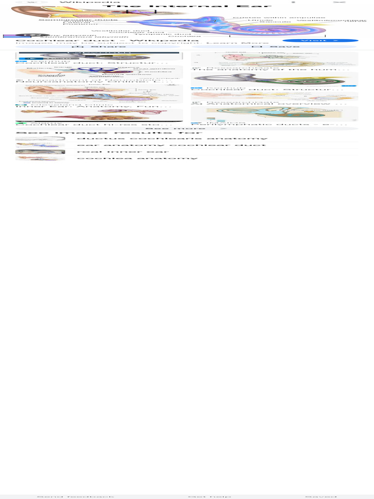 Cochlear Duct Anatomy - Google Search | PDF