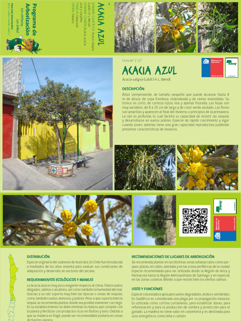 Acacia Saligna | PDF | Botánica | Plantas