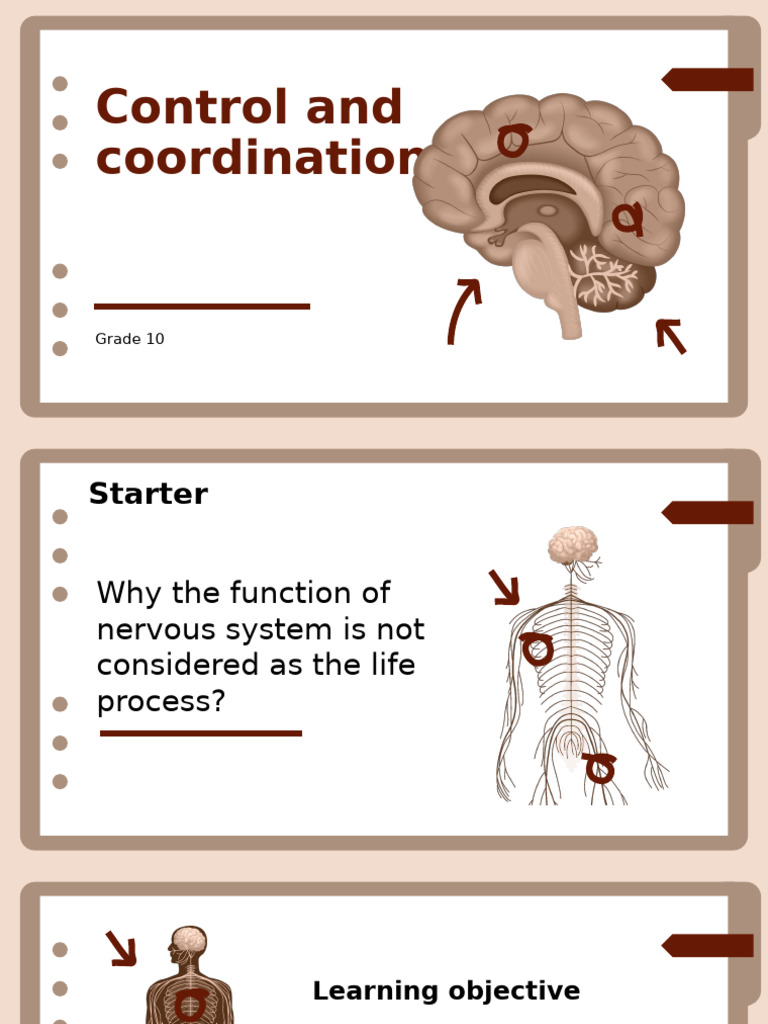 Control and Coordination | PDF | Nervous System | Brain