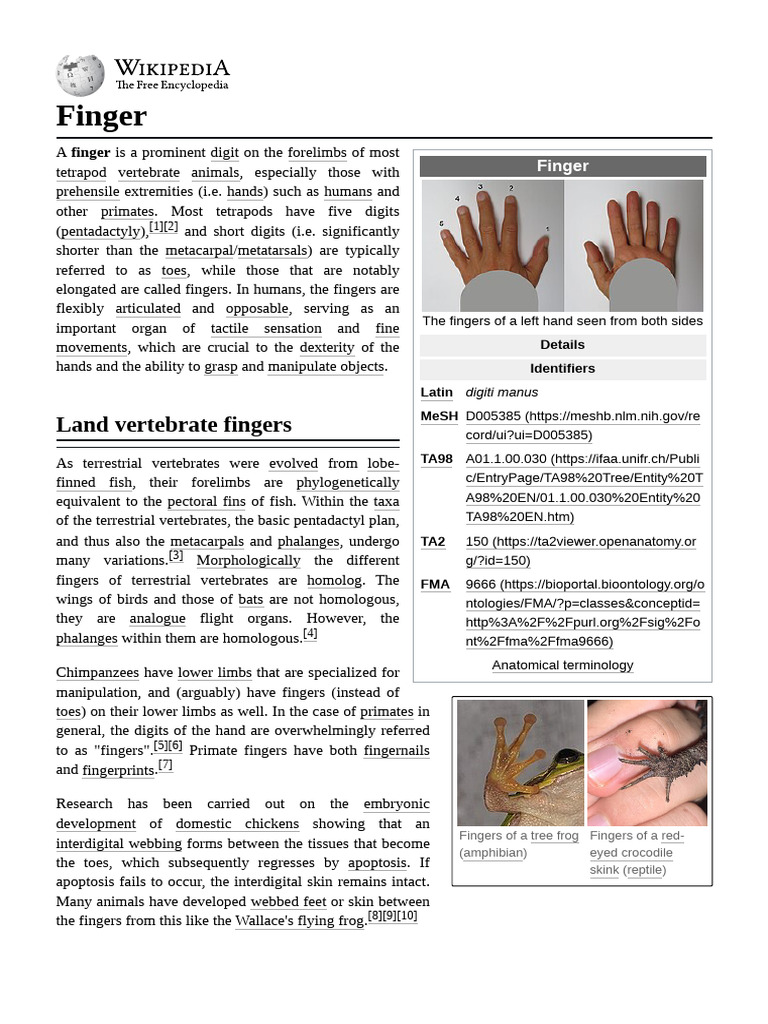 Anatomy and Function of Fingers | PDF | Finger | Thumb