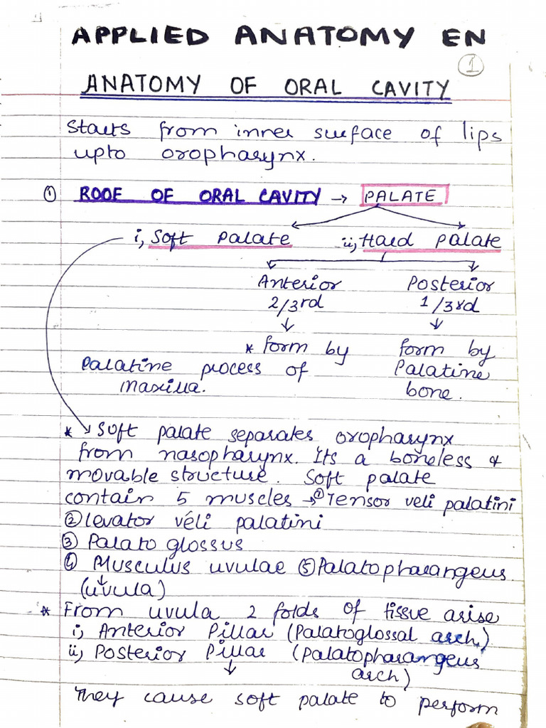 Notes ENT | PDF