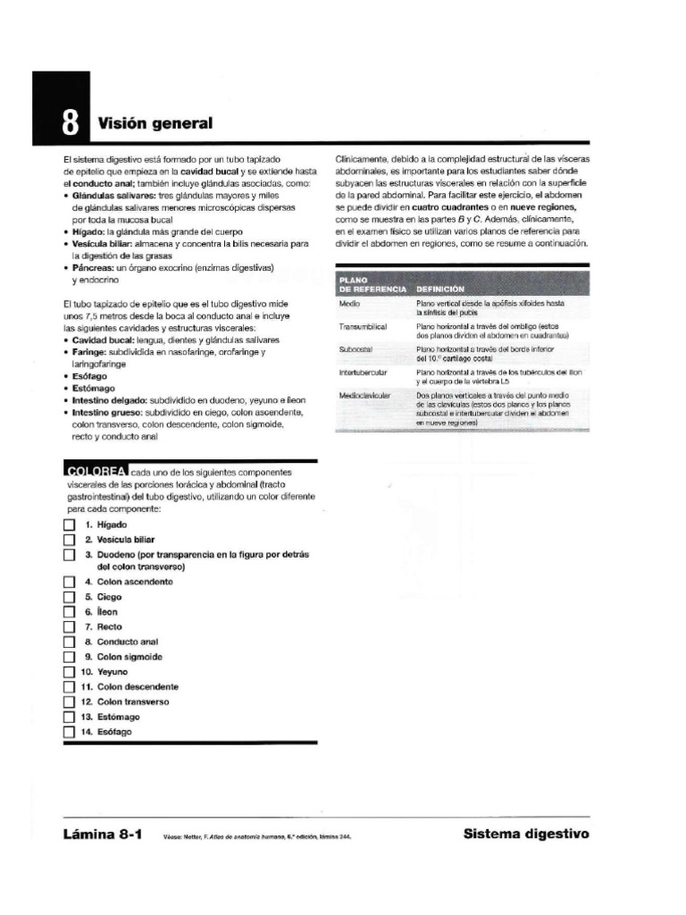 Netter_para_colorear sistema digestivo 1 | PDF