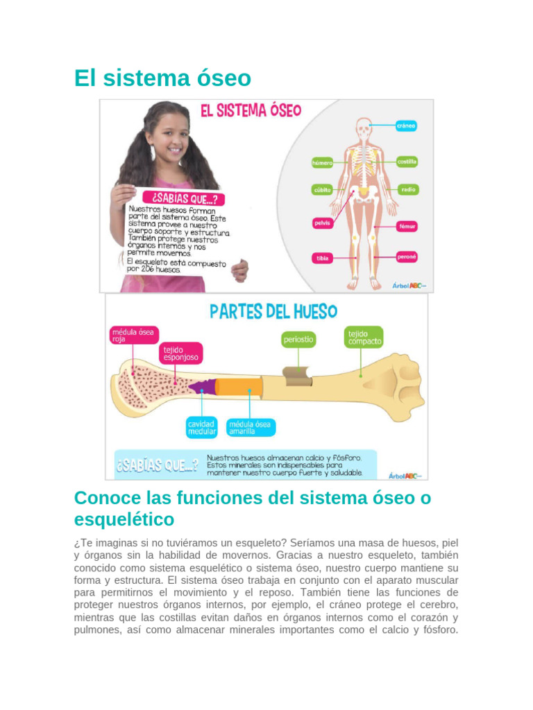 Funciones y composición del sistema óseo | PDF | Hueso | Esqueleto