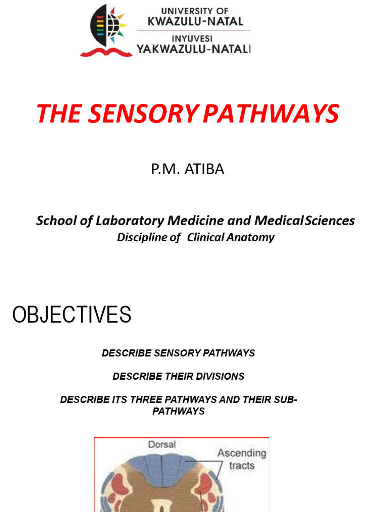 The Sensory Pathways - 2024 | PDF | Spinal Cord | Nervous System