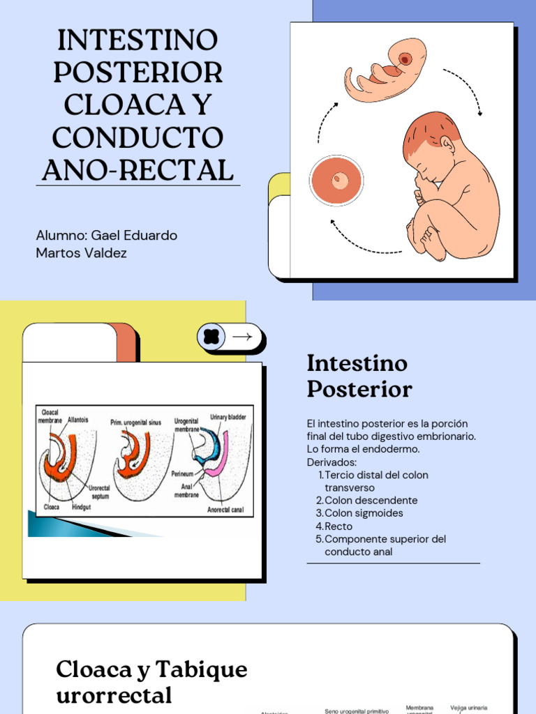 Intestino Posterior Cloaca y Conducto Anorrectal | PDF