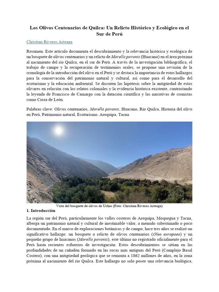 Los Olivos Centenarios de Quilca Un Relicto Histórico y Ecológico en el ...