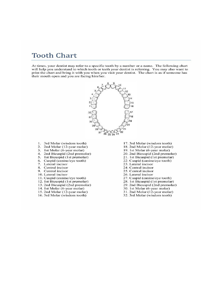 Dental Chart Teeth Numbers - 390175.jpg | PDF