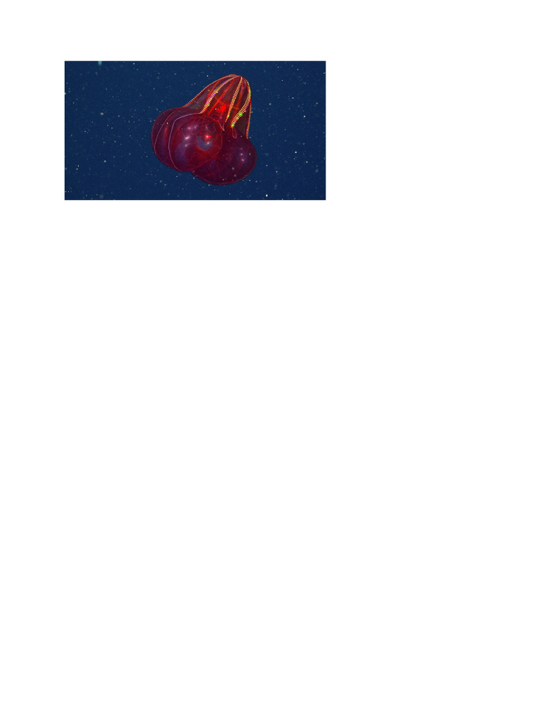 Bloody Belly Comb Jelly | PDF