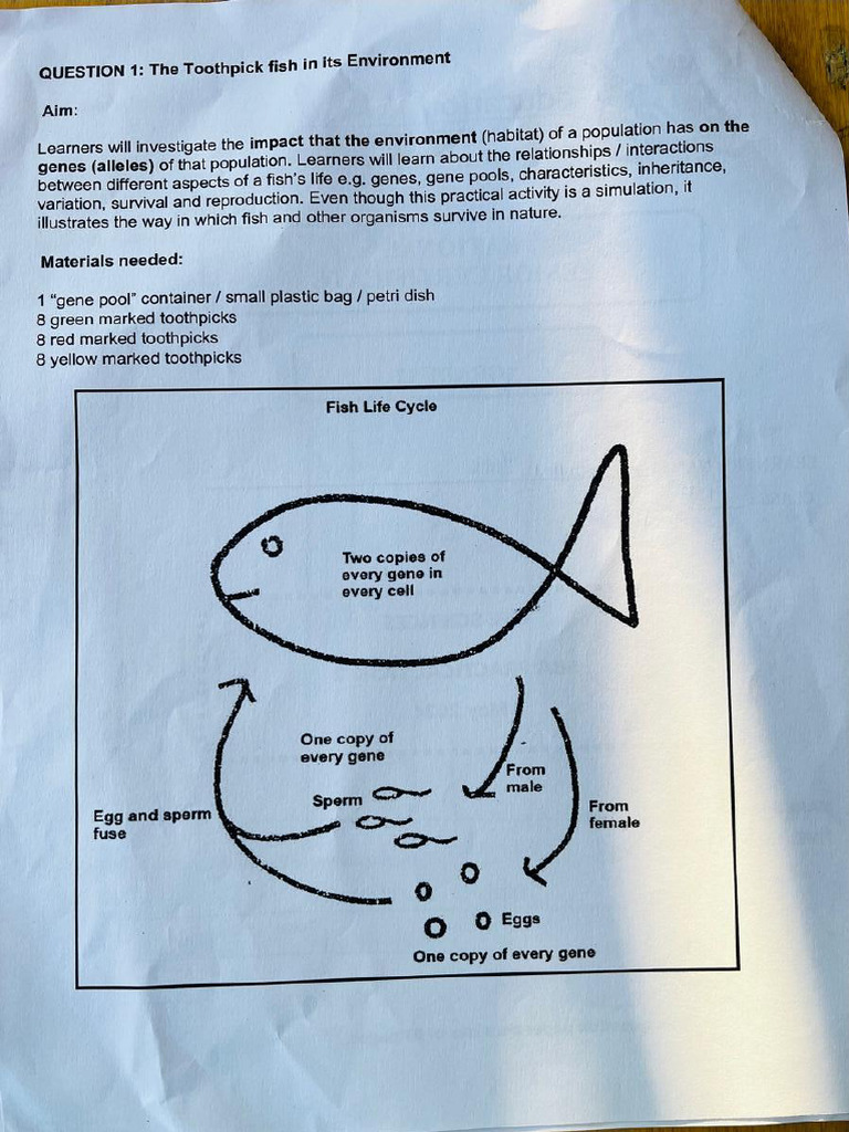 Practical Task 2024 | PDF