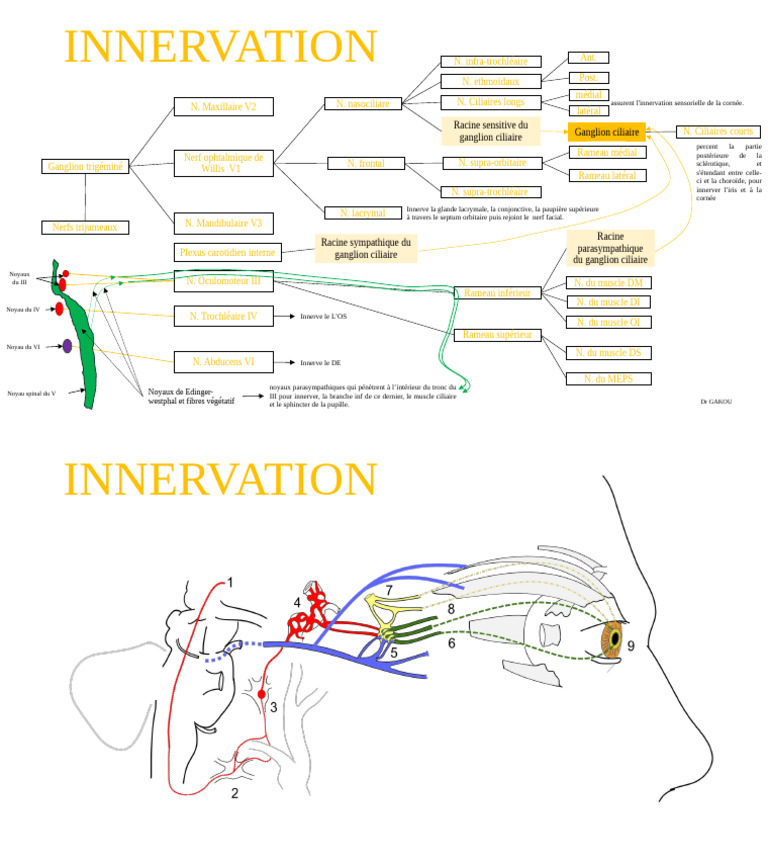Innervation de l'œil et nerf trijumeau | PDF | Nerf | Anatomie humaine