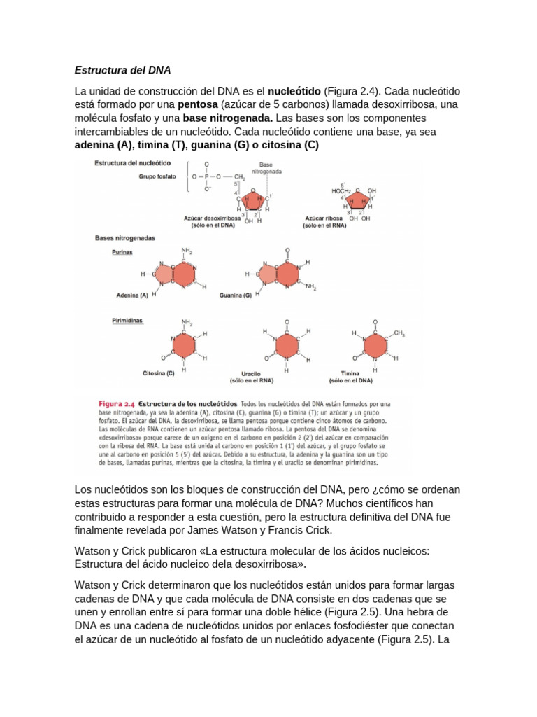 Estructura Del DNA | PDF | Adn | Rna