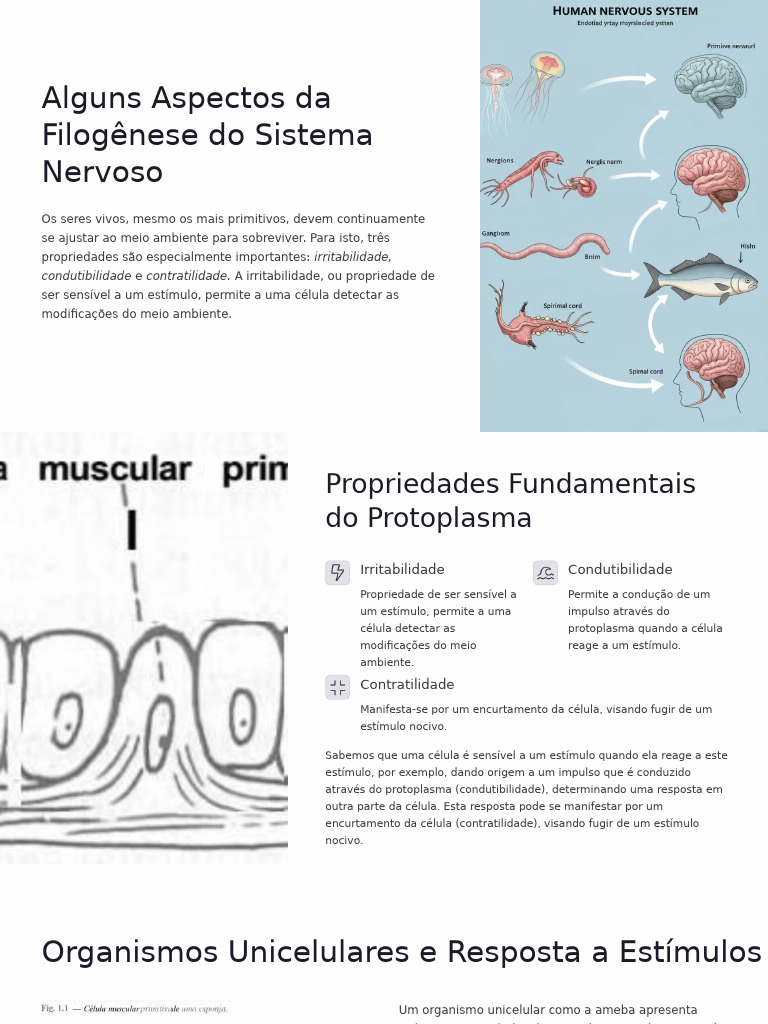 Aula 4 Alguns Aspectos Da Filogenese Do Sistema Nervoso (1) | PDF ...