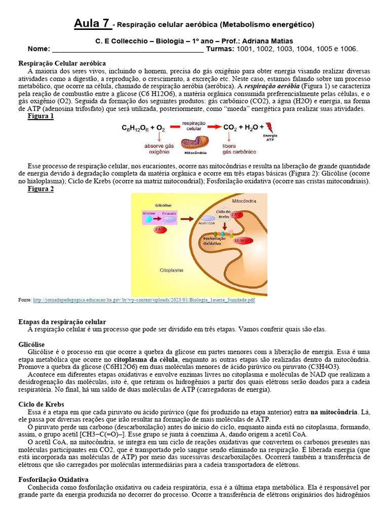 Respiração Celular Aeróbica: Fundamentos | PDF | Respiração celular ...