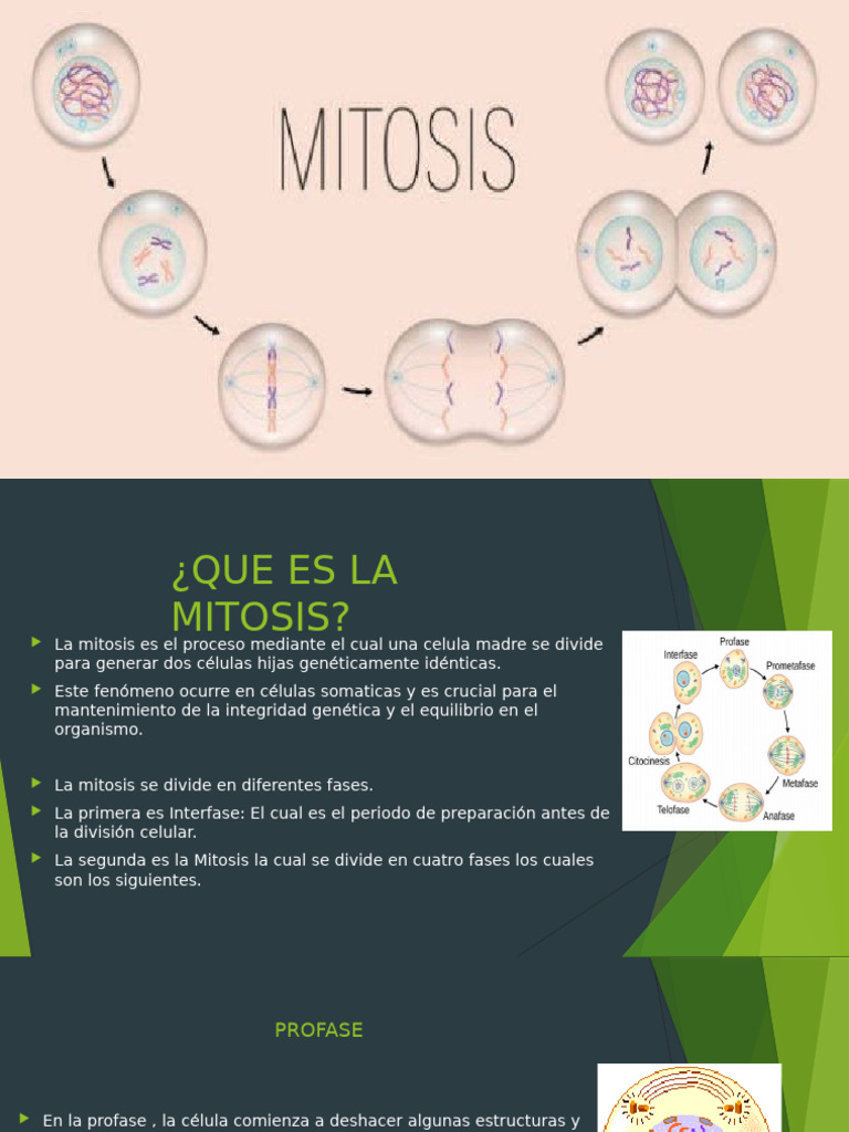 La Mitocis Celular | PDF | Mitosis | Procesos biologicos