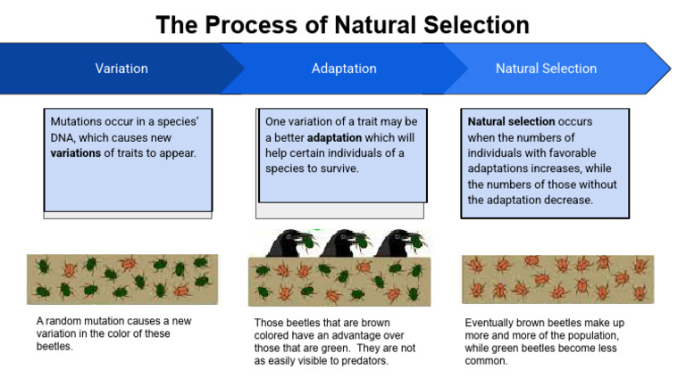 The Process of Natural Selection Notes KEY | PDF
