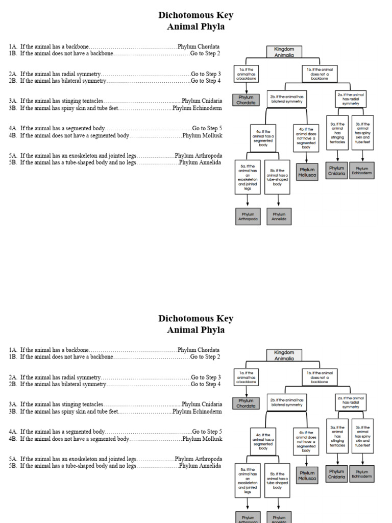 Animal Phyla Dichotomous Key | PDF