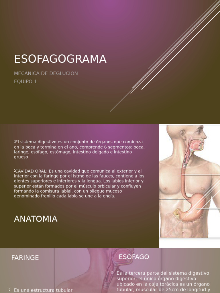 ESOFAGOGRAMA | PDF | Sistema digestivo humano | Esófago