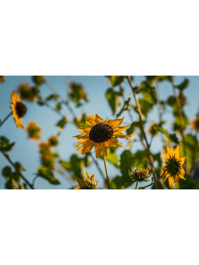 sunflowers | PDF