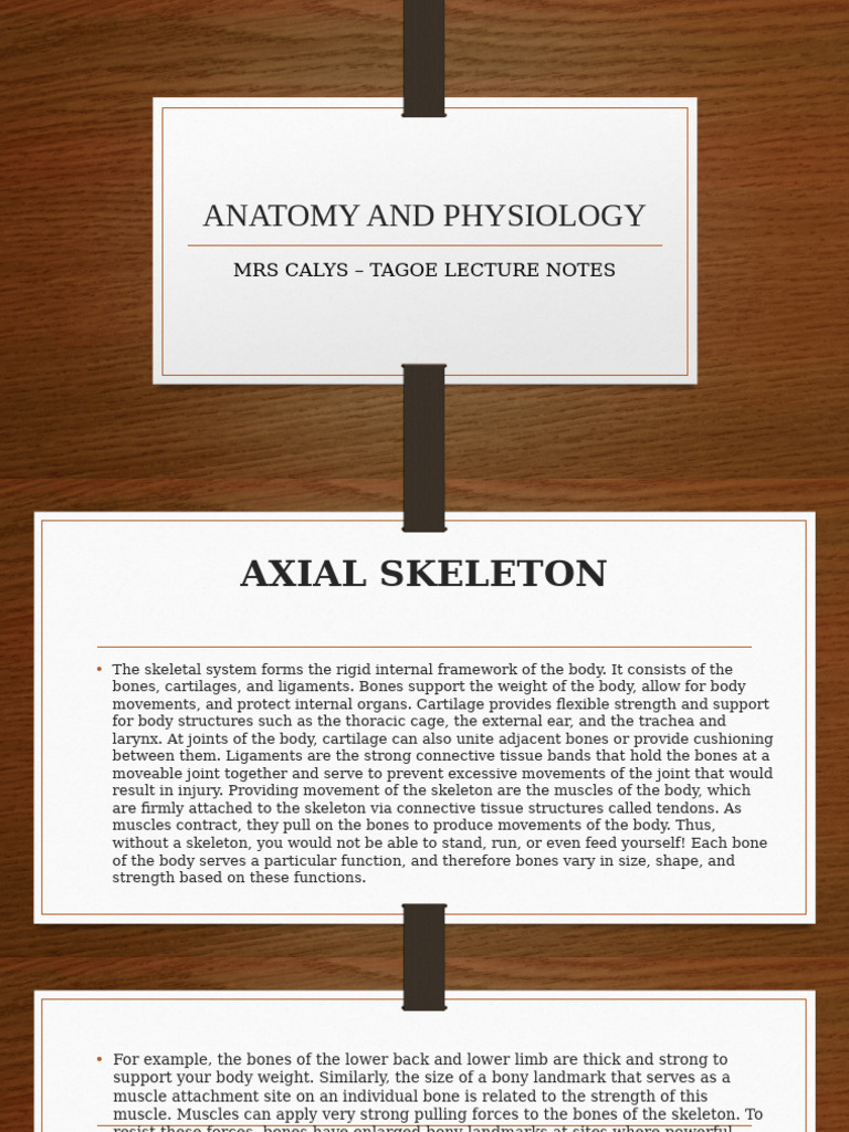 Anatomy and Physiology Skeletal System | PDF | Human Nose | Vertebral ...