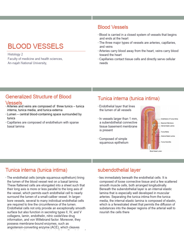 Histology | PDF | Artery | Capillary