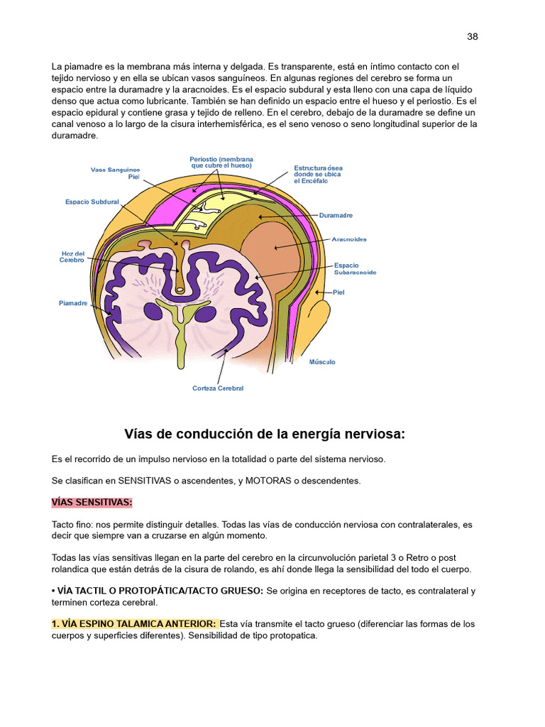 Vias de Conduccion | PDF | Cerebro | Cerebelo