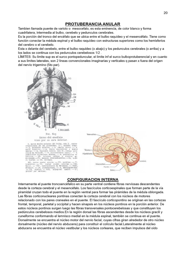 Protuberancia Anular | PDF | Cabeza y cuello humanos | Neurociencia