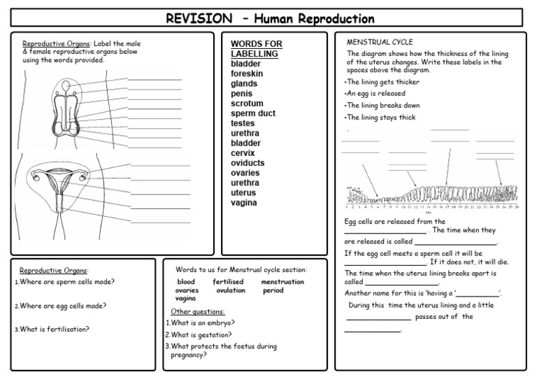 Human Reproduction Revision Mat FLD | PDF | Menstrual Cycle | Human ...