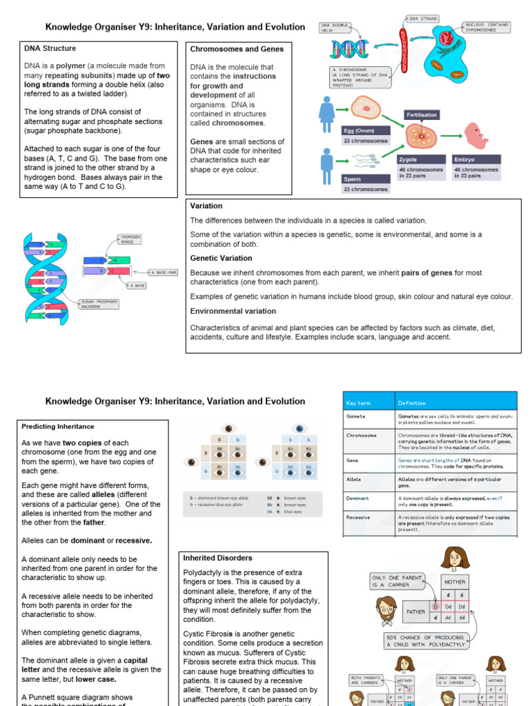 Y9 Term 1 Biology Inheritance 1 | PDF | Dna | Gene