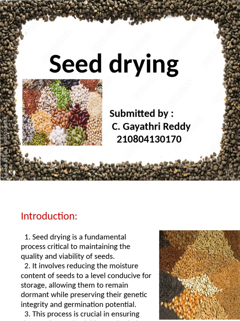 Seed Drying | PDF