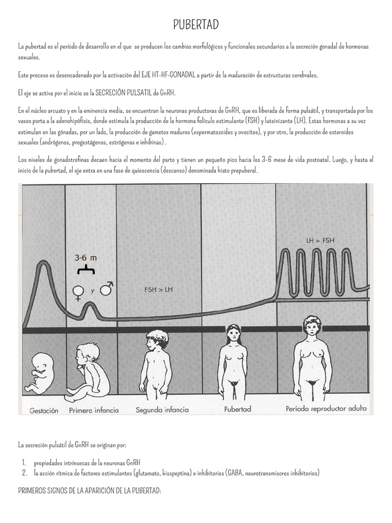 Pubertad PDF | PDF | Hormona luteinizante | Endocrinología