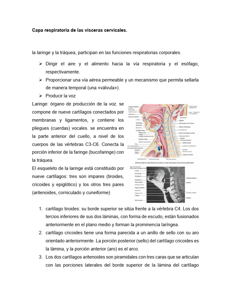 anatomia topografica taller 5 | PDF | Laringe | Esófago