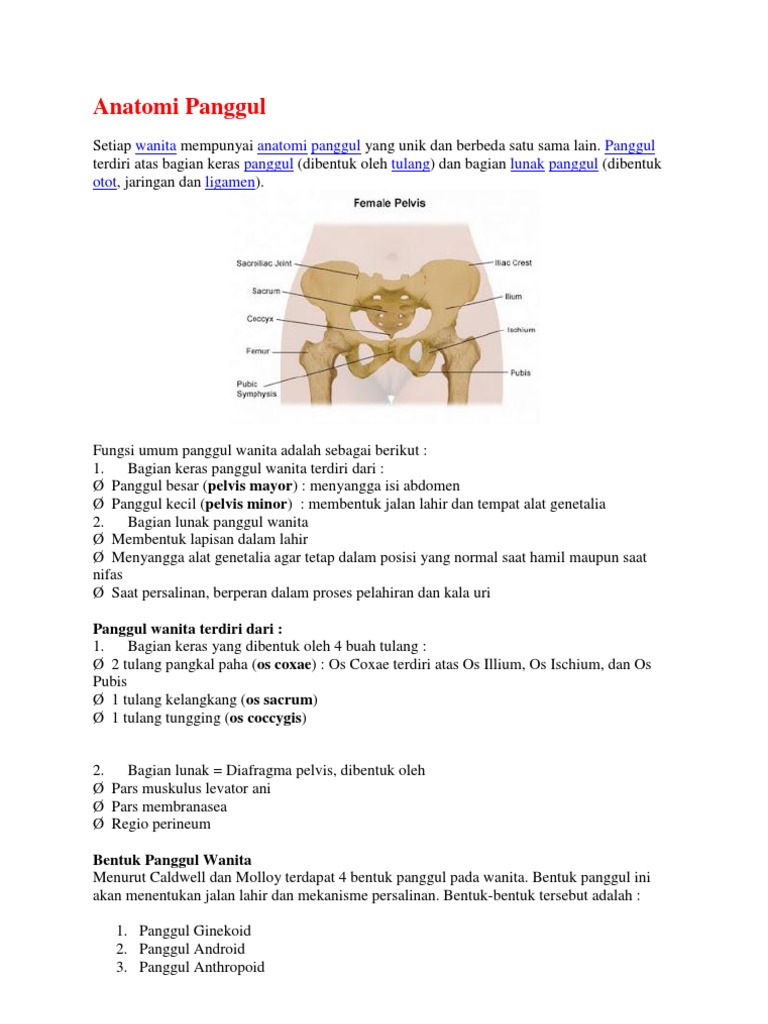 Anatomi Panggul