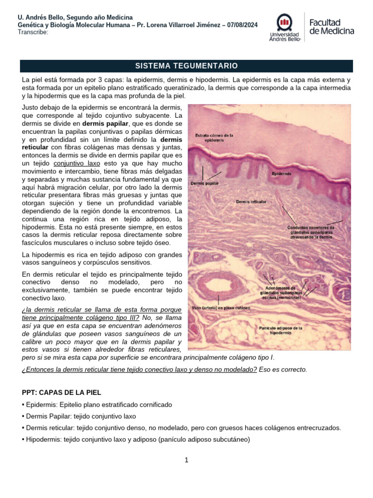 Sistema Tegumentario | PDF | Piel | Clavo (anatomía)