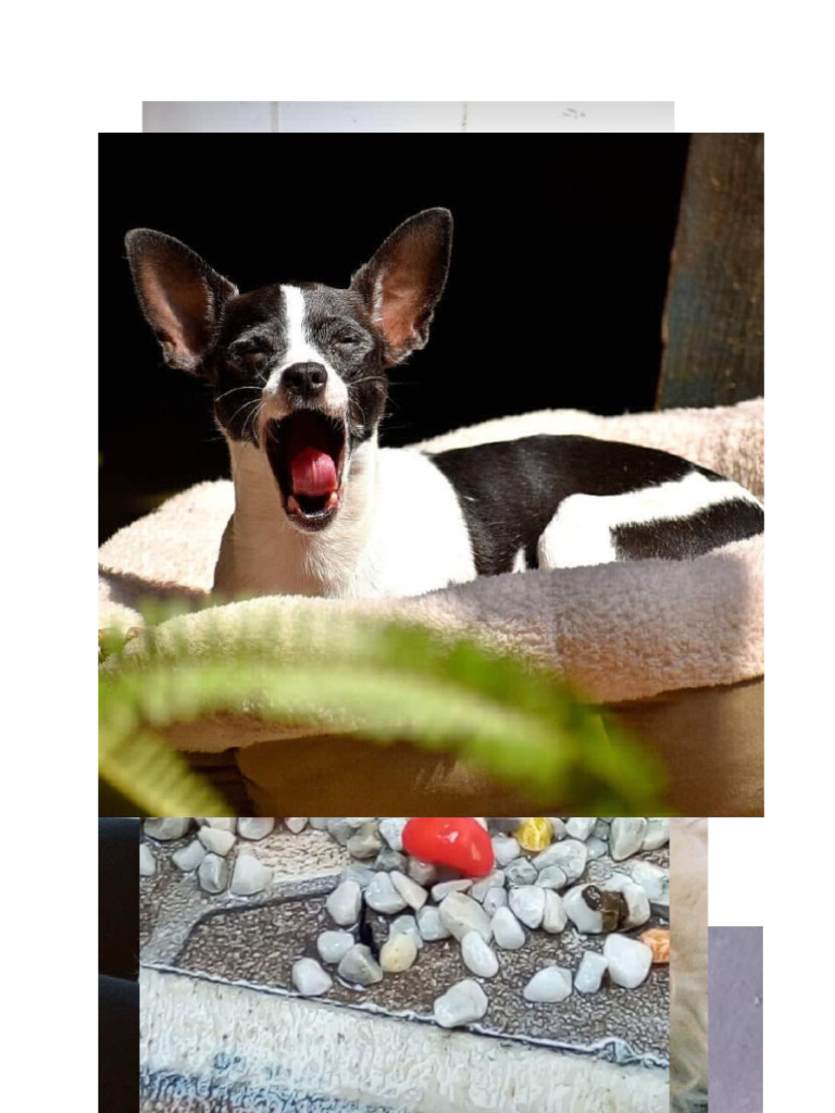 Mascot A | PDF