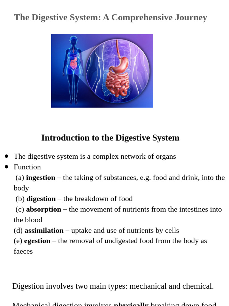Copy of Digestive System - 9th Grade | PDF | Digestion | Stomach