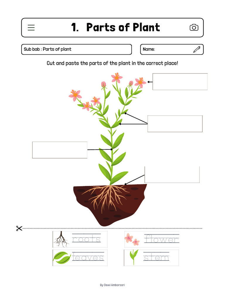 Worksheet Science Grade 4 (Part of Plants) | PDF | Plant Stem | Leaf