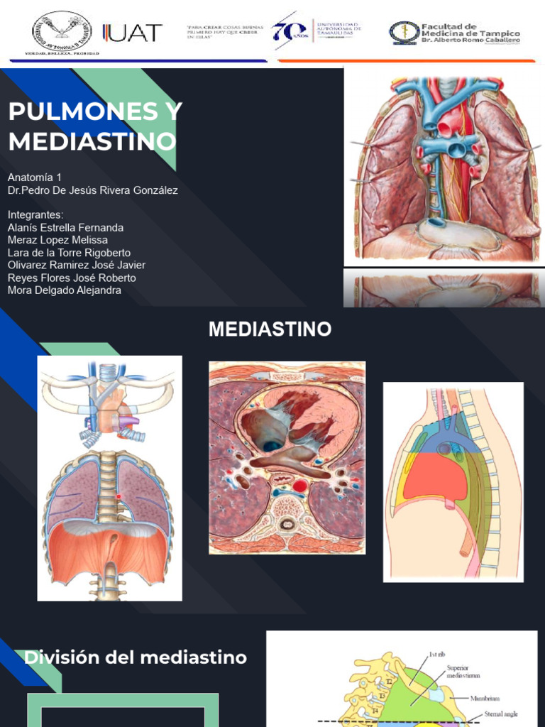 Pulmones, Pleura y Mediastino | PDF | Pulmón | Tórax (anatomía humana)