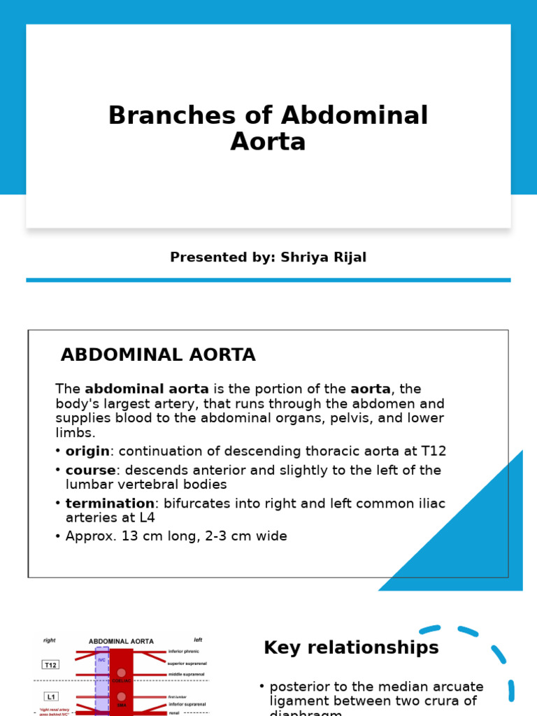 Branches of Abdominal Aorta | PDF | Aorta | Angiology