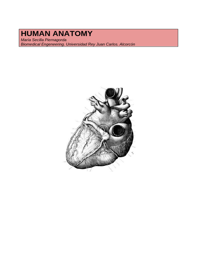 ANATOMY 1 | PDF | Central Nervous System | Cerebral Cortex