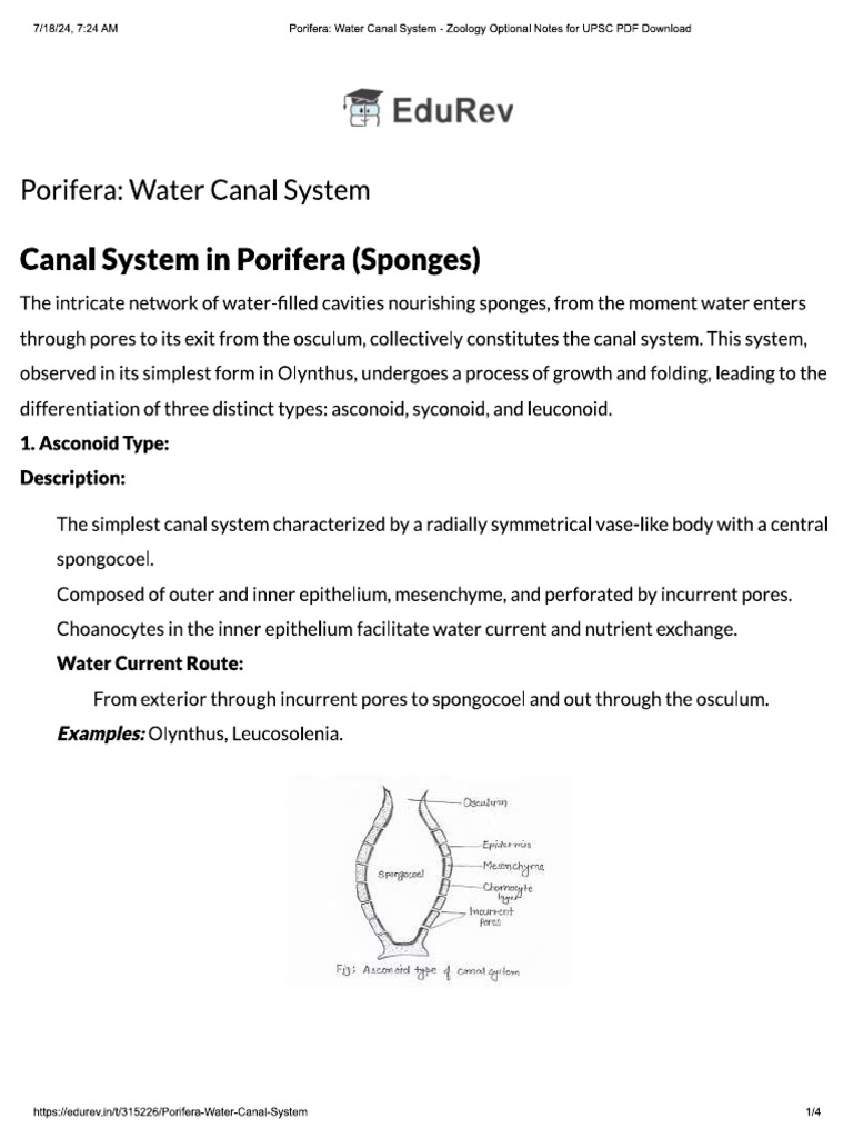 Porifera Water Canal System | PDF