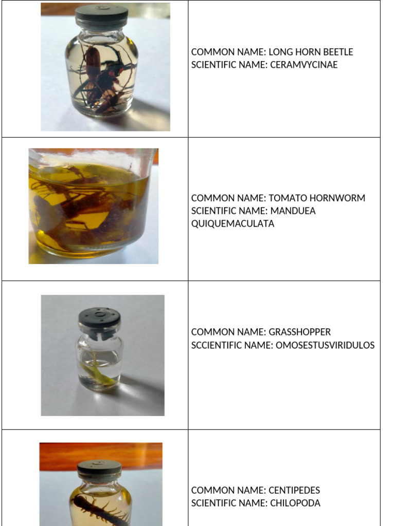 Common Name | PDF