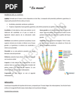 Anatomía de los Ligamentos de la Mano | PDF